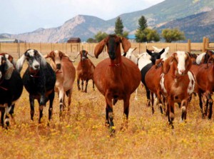 Visit Mountain Grown Colorado Farms & Ranches - Mountain Town Magazine