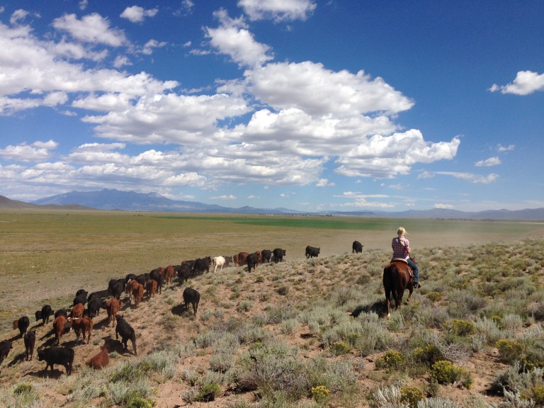 Visit Mountain Grown Colorado Farms & Ranches - Mountain Town Magazine